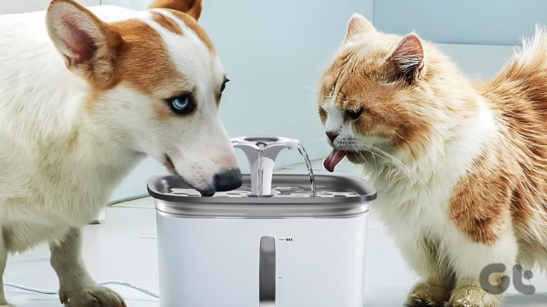 6 Best Automatic Dog Water Dispensers and Fountains - Guiding Tech