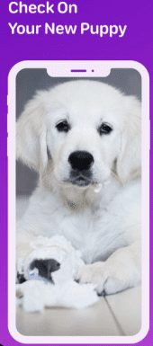 9 Pet Care Apps in 2024 [Free and Paid] - Guiding Tech